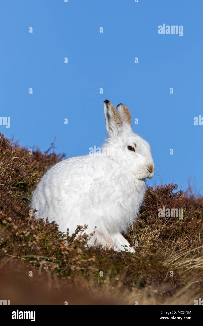 Mountain hare / Alpine hare / snow hare (Lepus timidus) in white winter ...