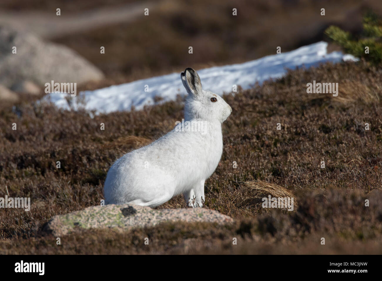 Irish Hare Stock Photos & Irish Hare Stock Images - Alamy