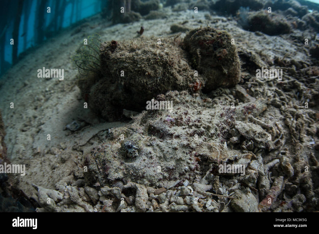 A highly venomous stonefish, Syanceia verrucosa, lies in wait for prey ...