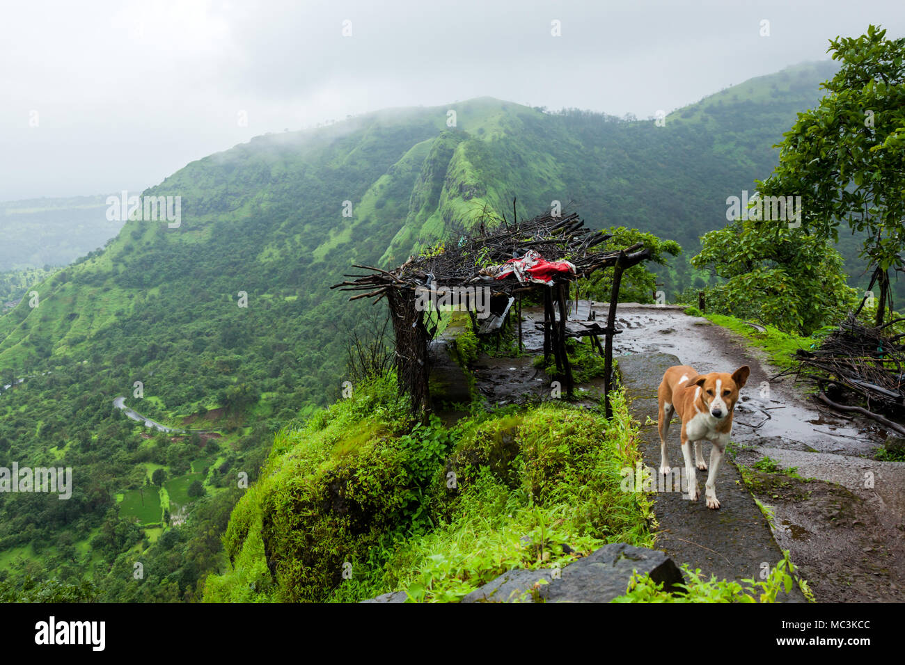 The dog in monsoon landscape vistas from western ghats around Pune ...