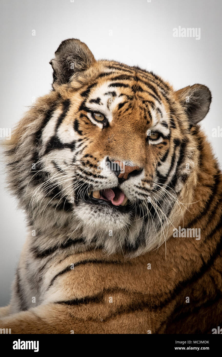 Close up of Tiger with its tongue out Stock Photo - Alamy