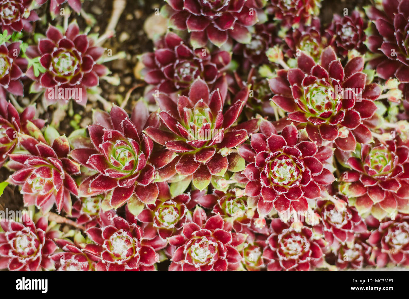 Red and green succulent hi-res stock photography and images - Alamy