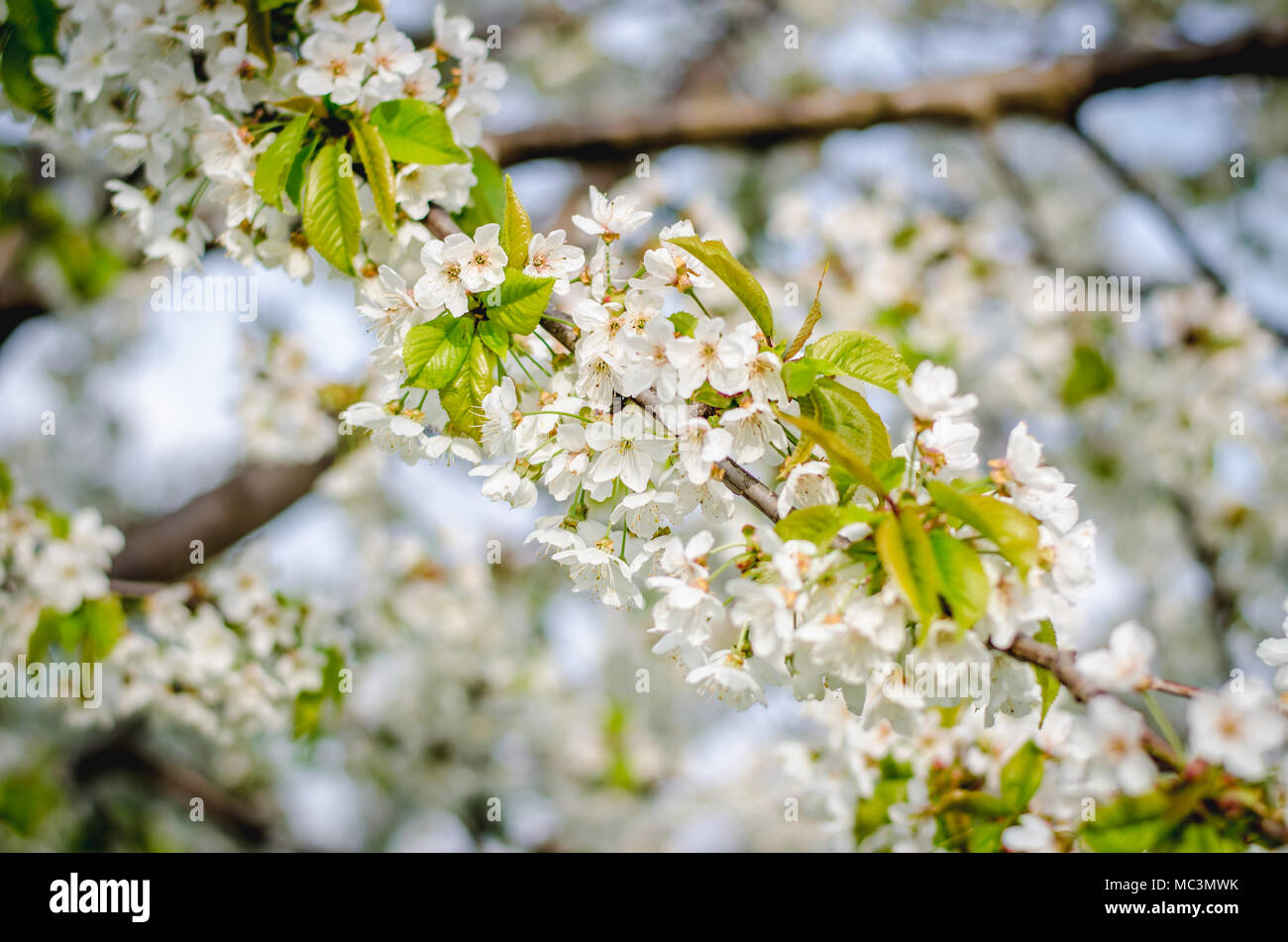 white blossoming flowers in branch of trees in springtime Stock Photo ...