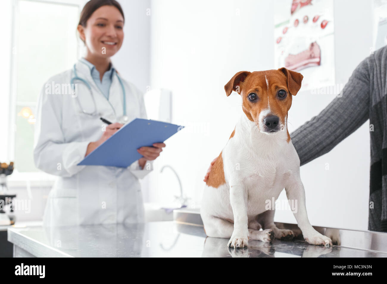 Dog was brought for inspection to the vet. Veterinary clinic concept ...