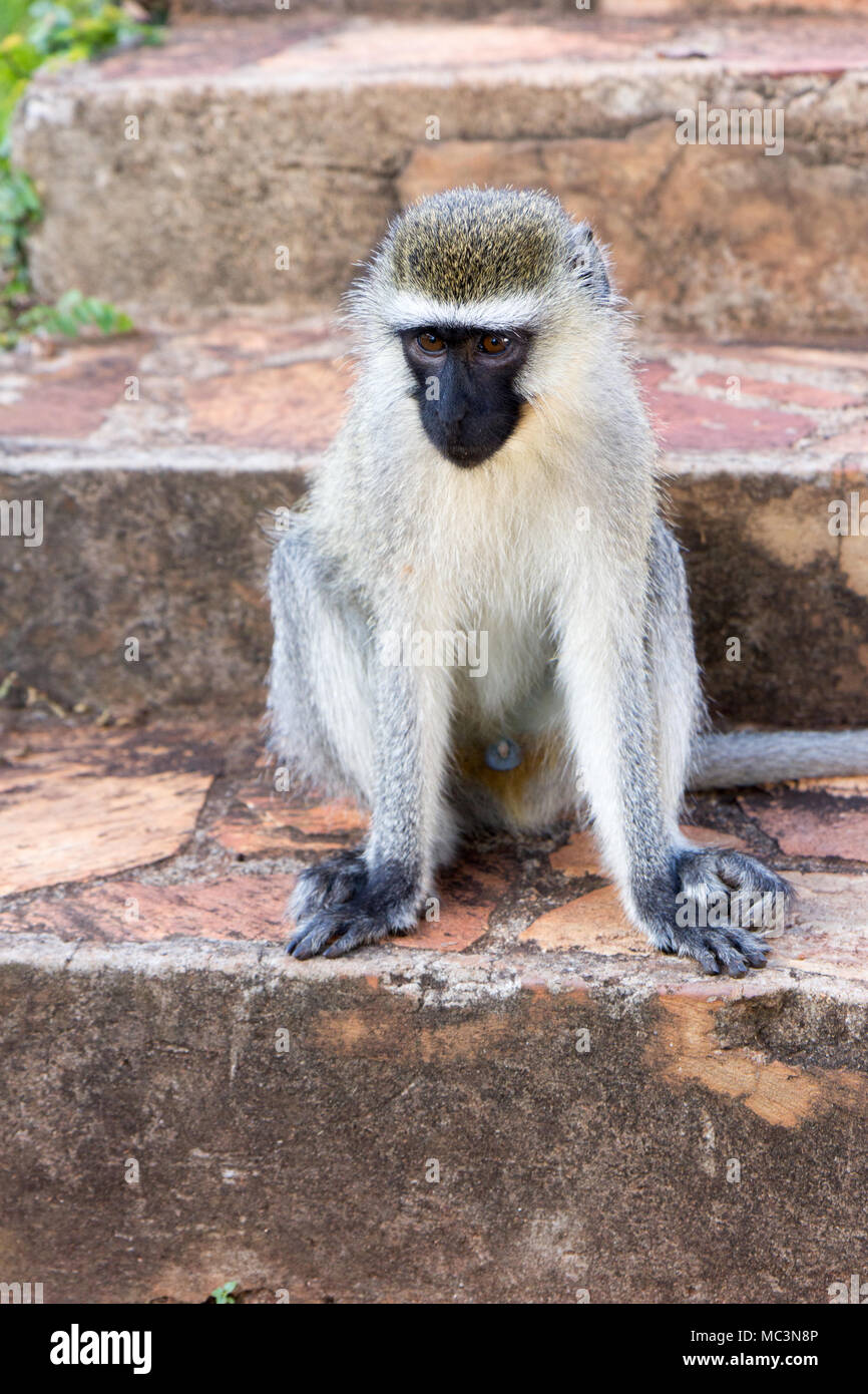 The vervet monkey in grass in a resort in Jinja, Uganda in 2017. The ...