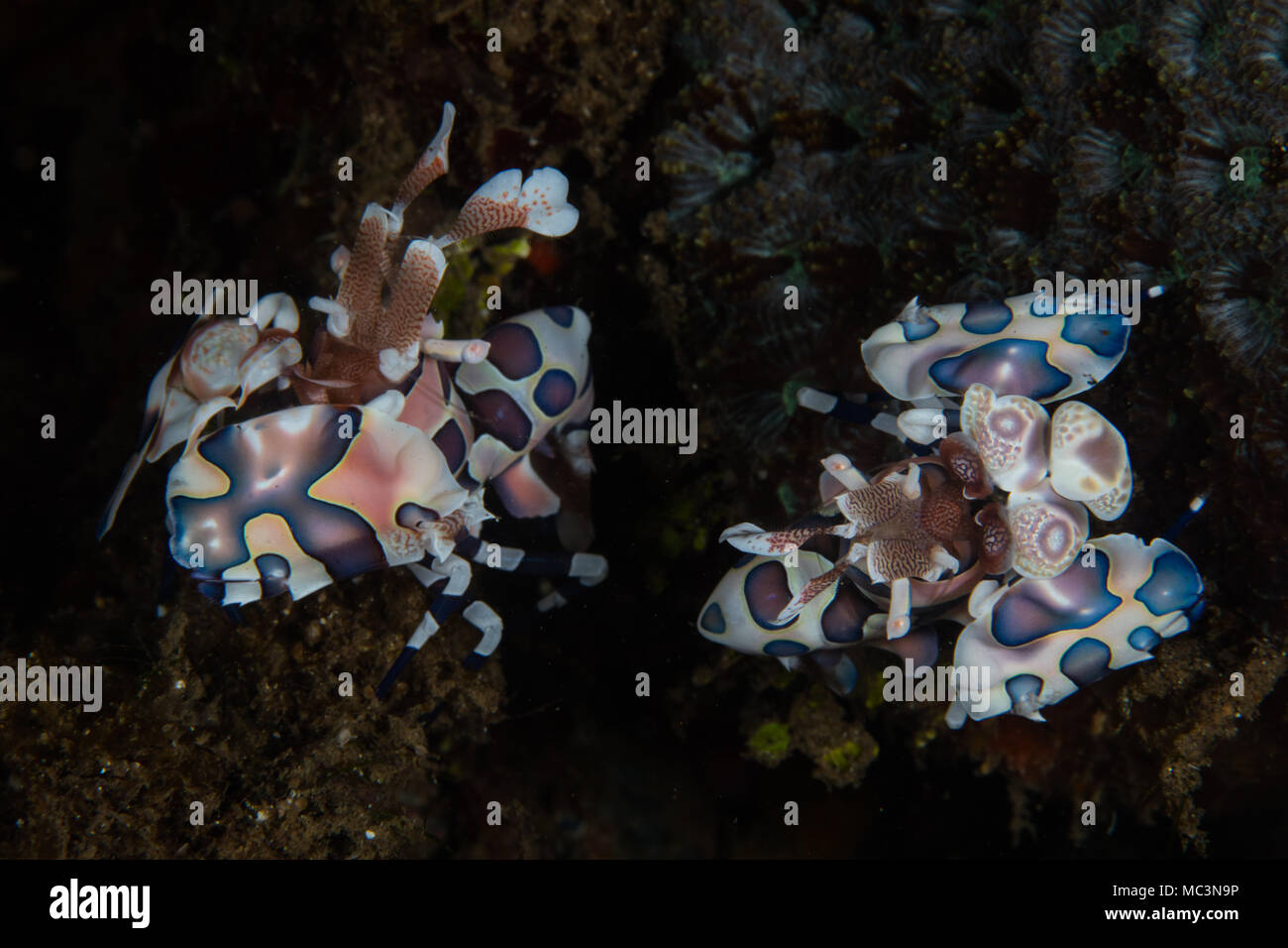 A pair of Harlequin shrimp, Hymenocera elegans, sit in a crevice in ...