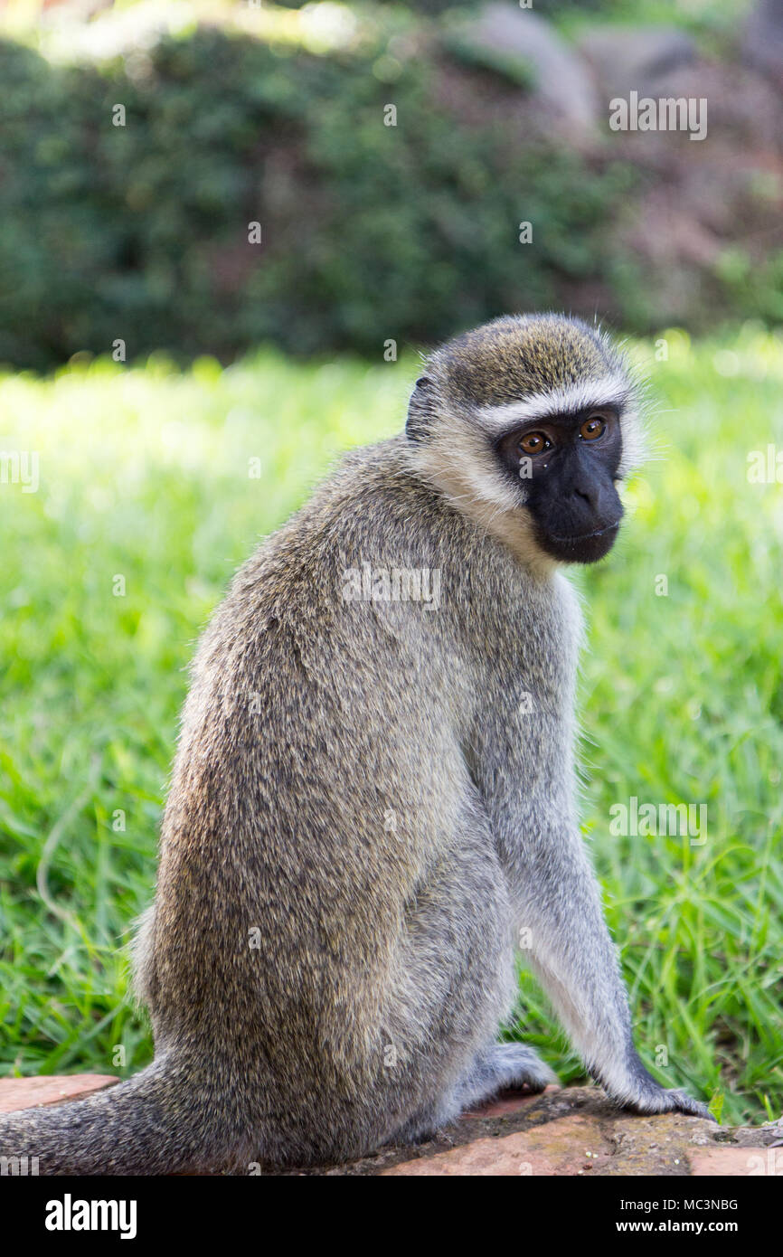The vervet monkey in grass in a resort in Jinja, Uganda in 2017. The ...