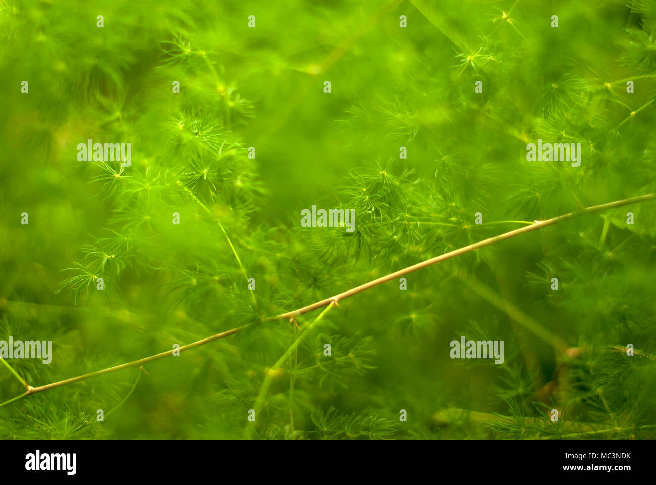 green blurred plant background with thin branches Stock Photo - Alamy