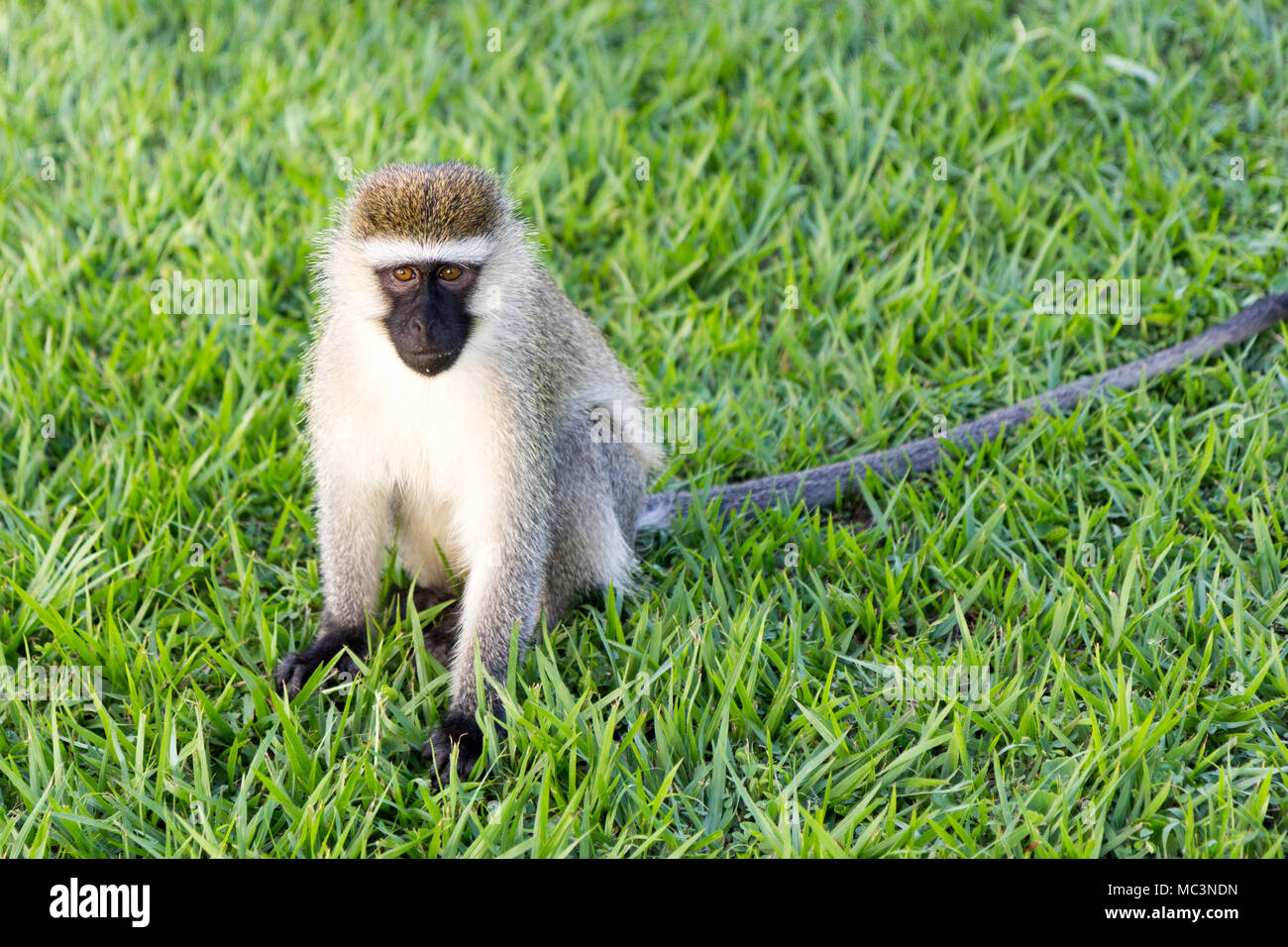 The vervet monkey in grass in a resort in Jinja, Uganda in 2017. The ...