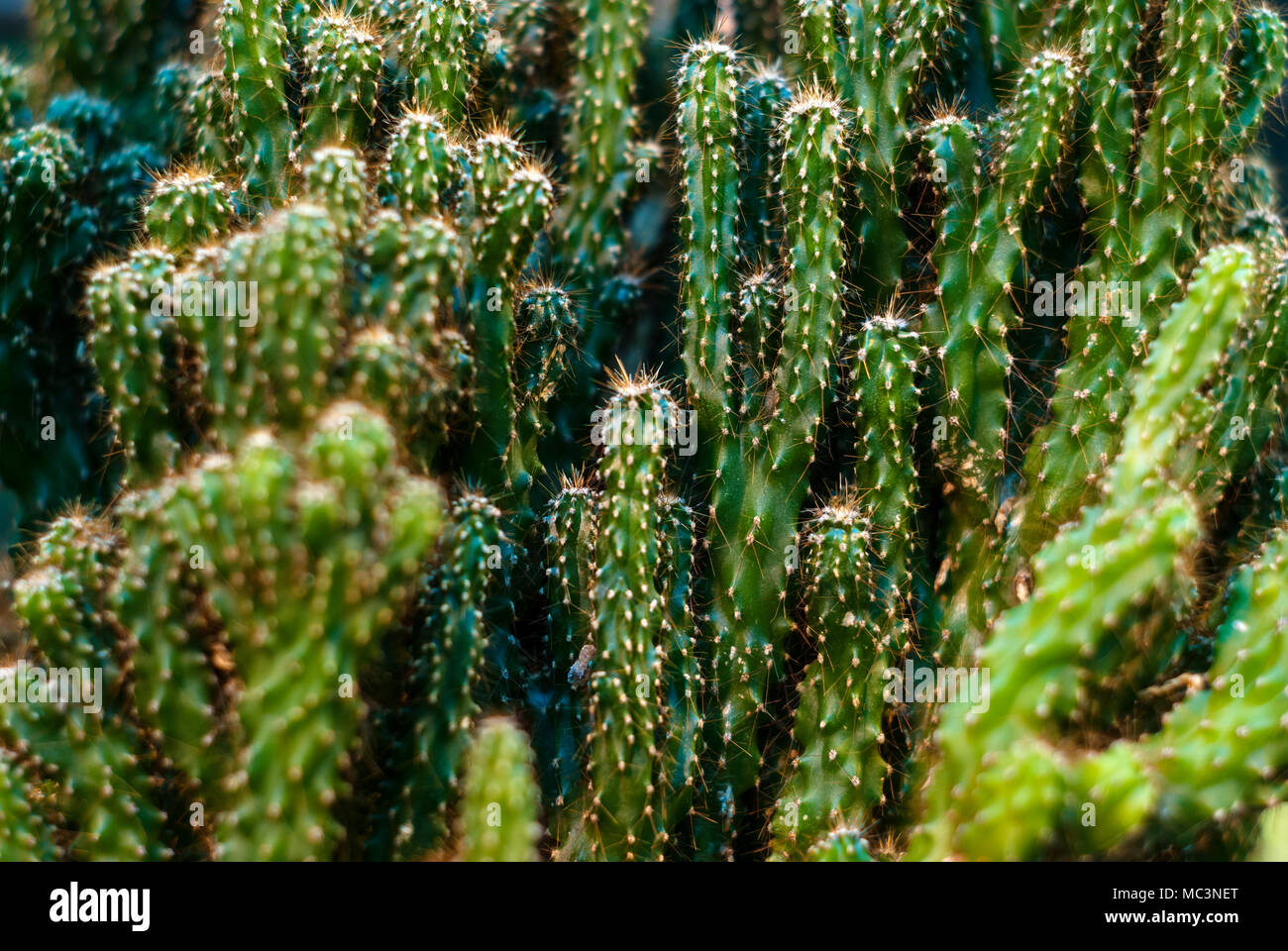 Dense overgrowth hi-res stock photography and images - Alamy