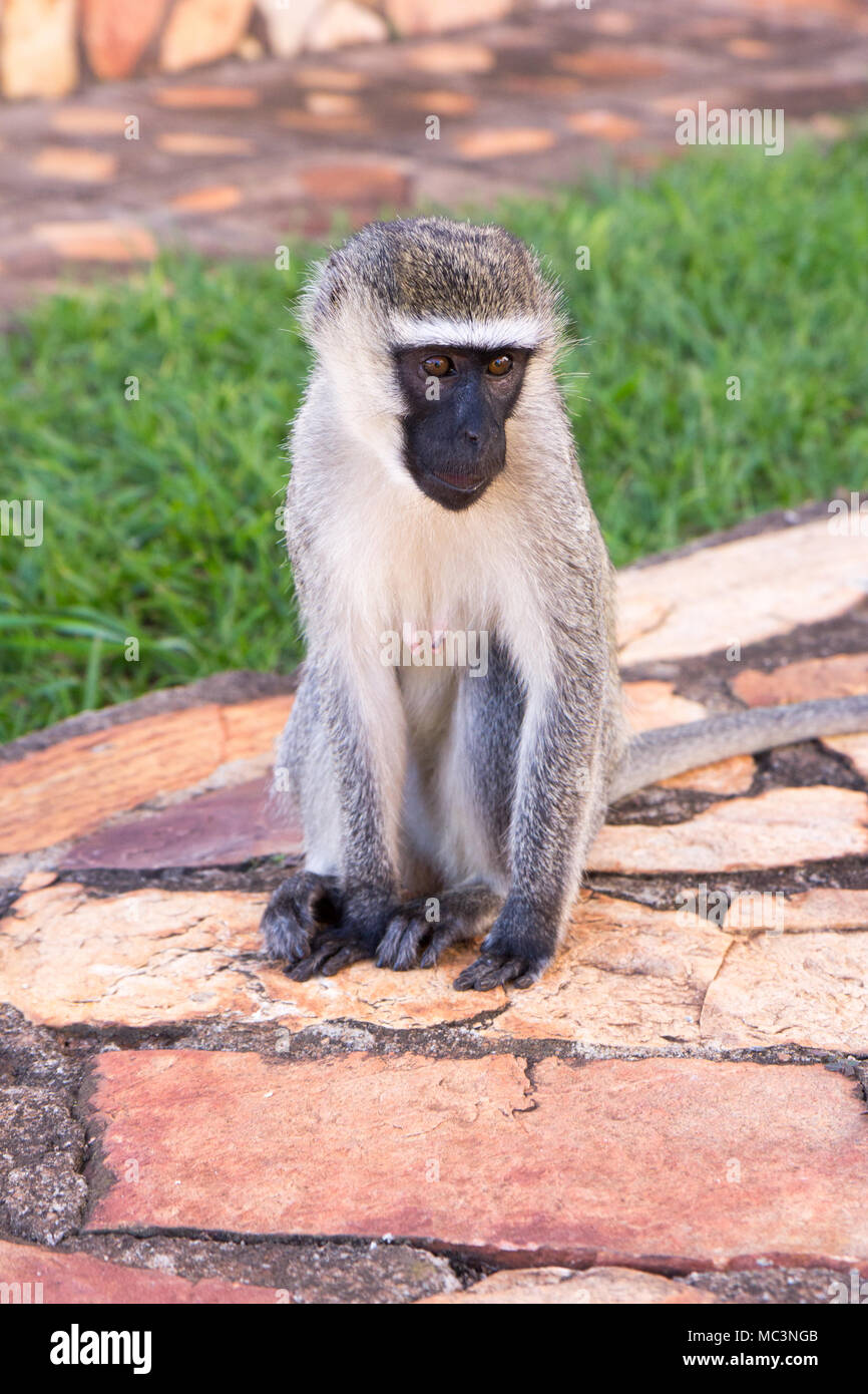 The vervet monkey in grass in a resort in Jinja, Uganda in 2017. The ...