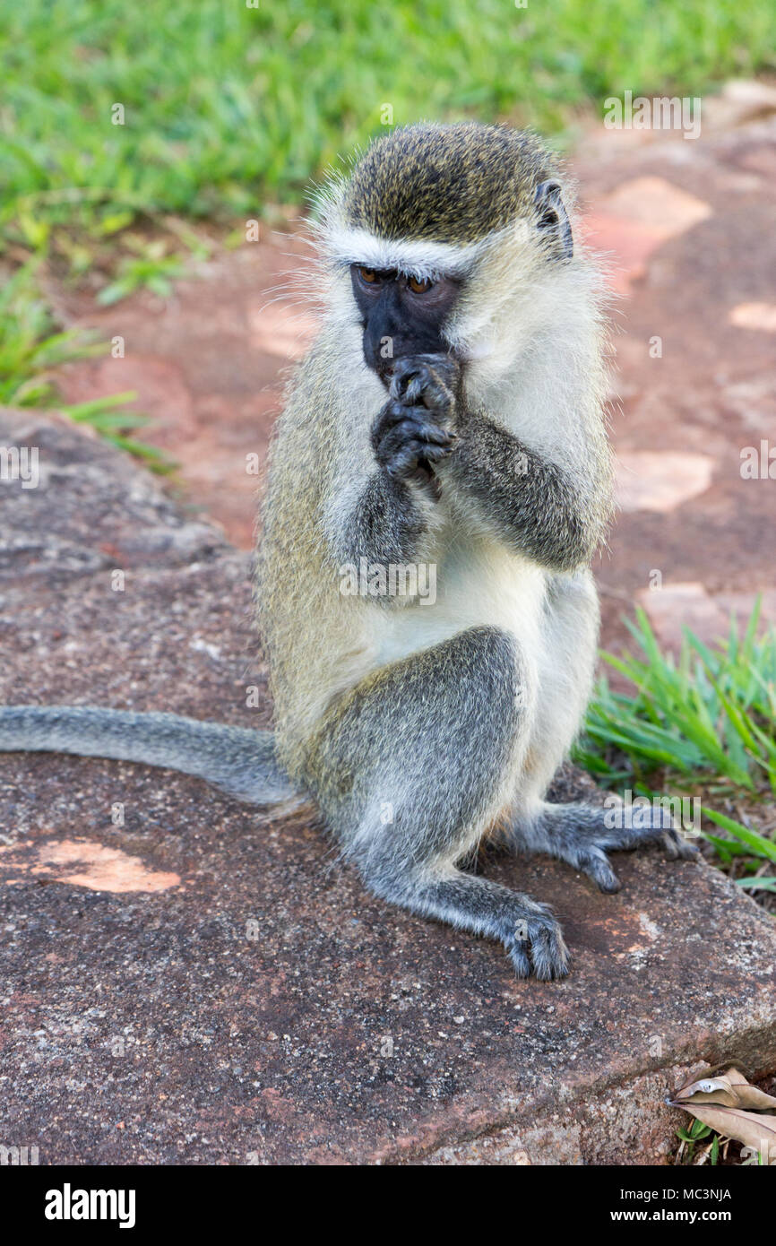The vervet monkey in grass in a resort in Jinja, Uganda in 2017. The ...