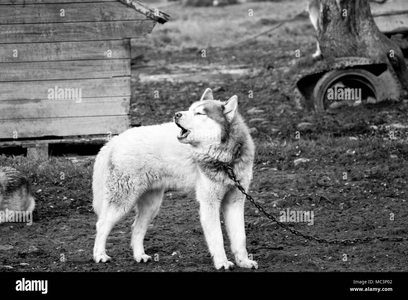 Dog barking tree hi-res stock photography and images - Alamy