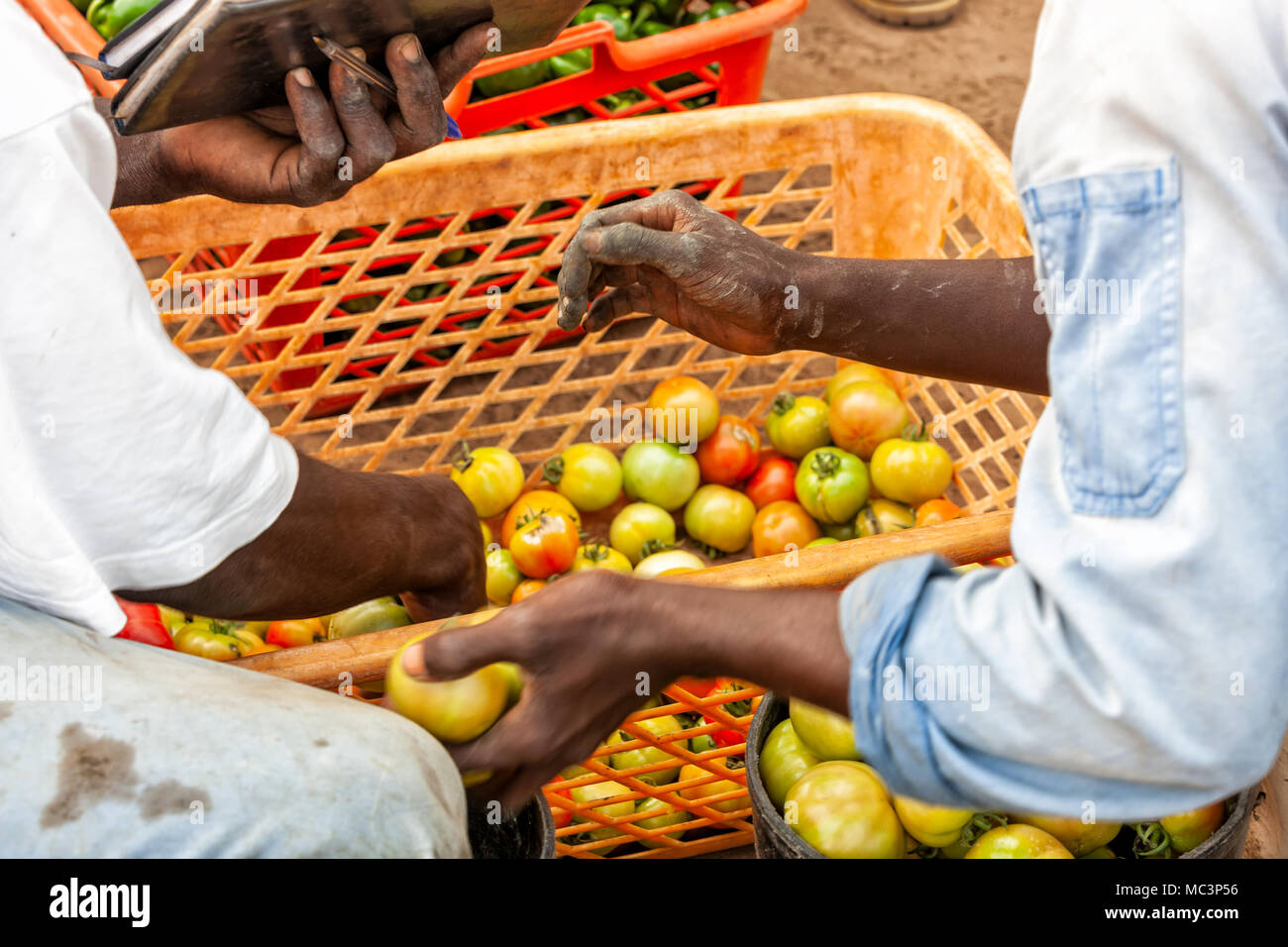African farmers selecting tomatoes Stock Photo - Alamy