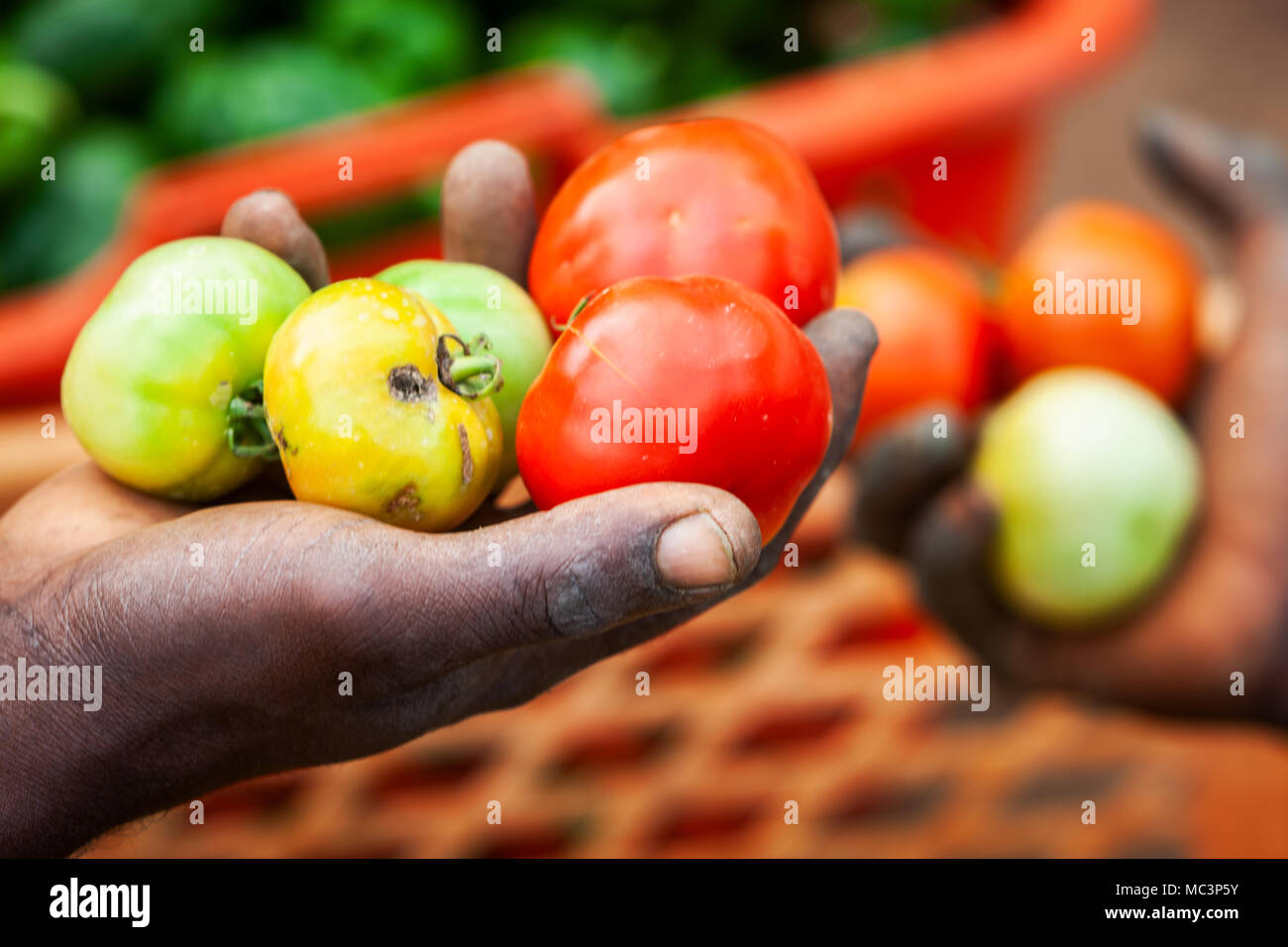 African farmers picking tomatoes Stock Photo - Alamy