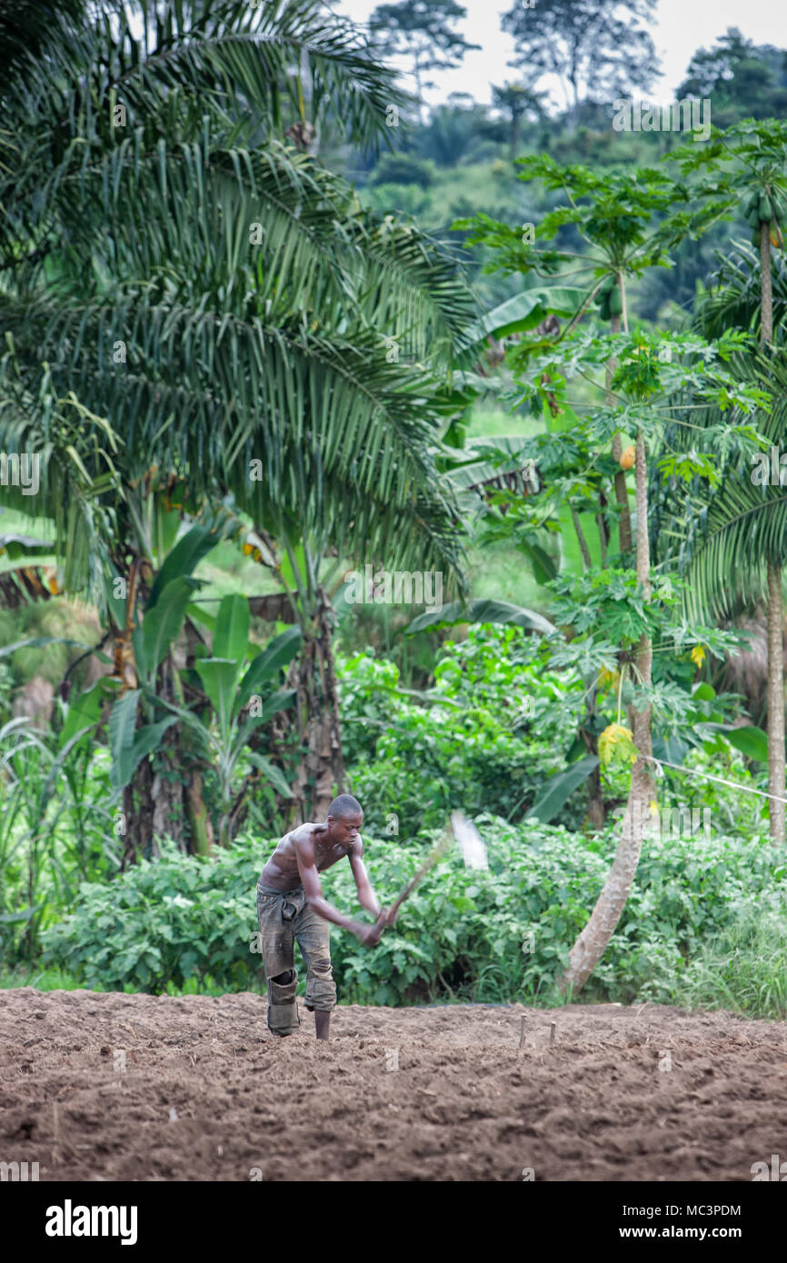 CABINDA/ANGOLA - 09 JUN 2010 - Rural farmer to till land in Cabinda ...