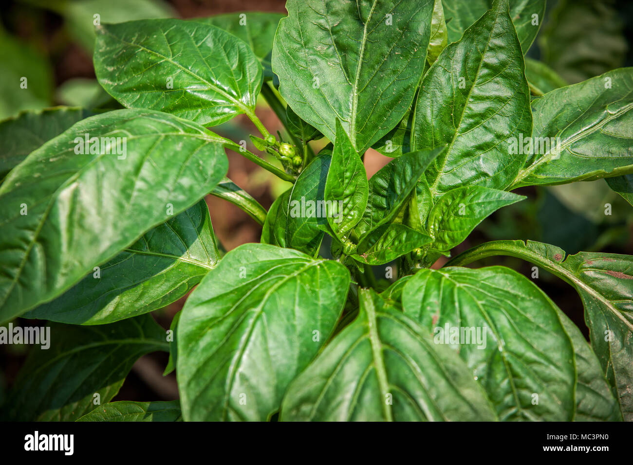 French bean plant growing hi-res stock photography and images - Alamy