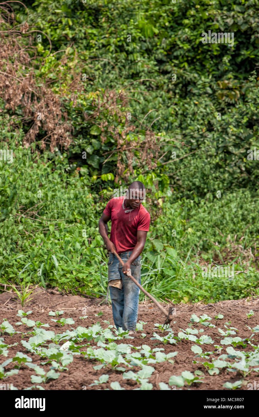 CABINDA/ANGOLA - 09 JUN 2010 - Rural farmer to till land in Cabinda ...