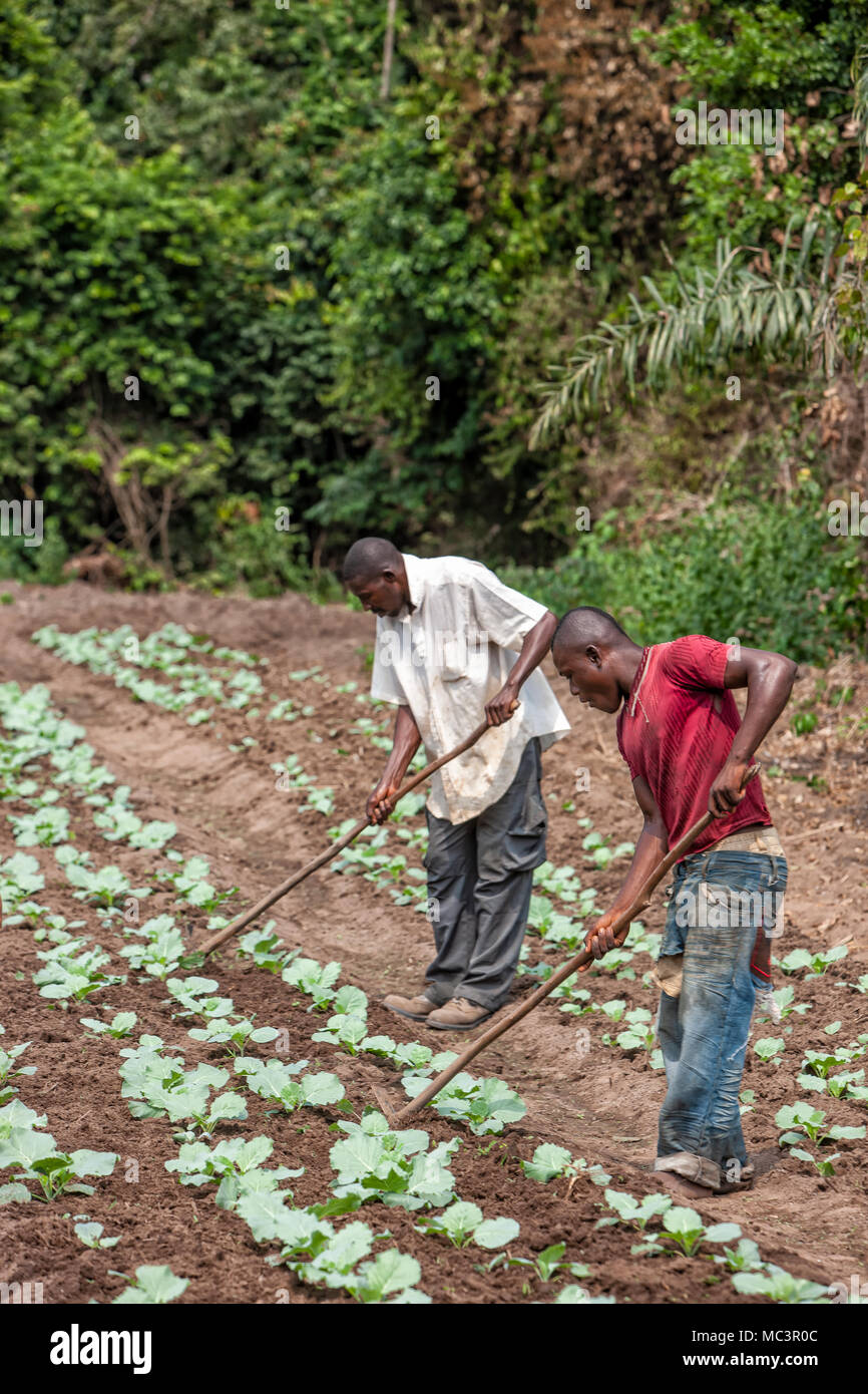 CABINDA/ANGOLA - 09 JUN 2010 - Rural farmers to till land in Cabinda ...