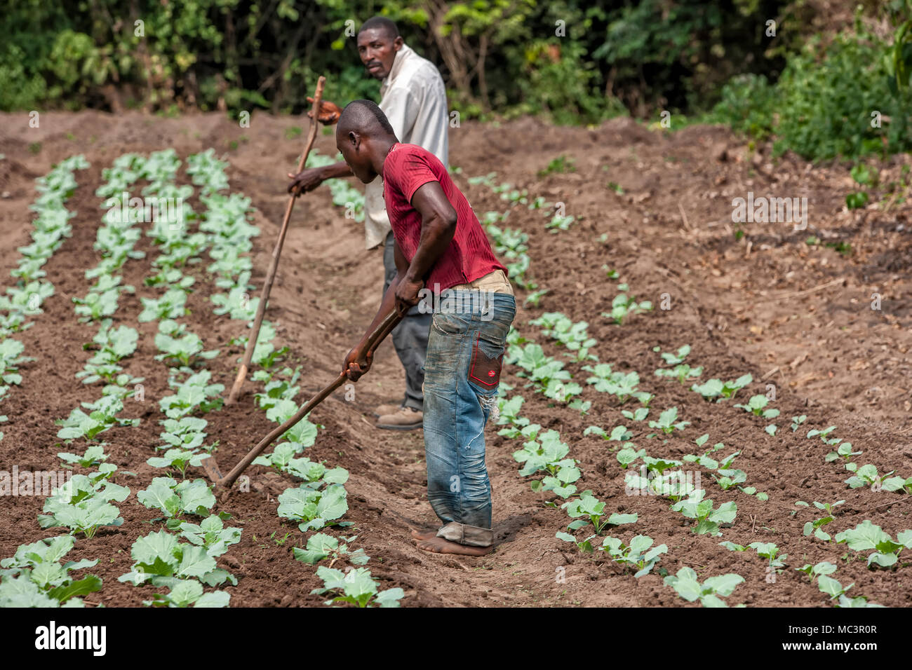 CABINDA/ANGOLA - 09 JUN 2010 - Rural farmers to till land in Cabinda ...