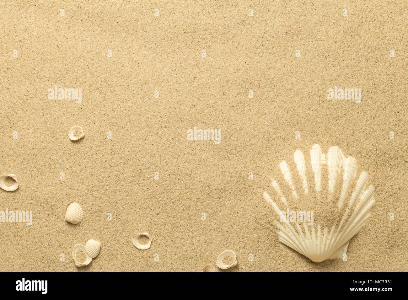 Summer, sand background with shells. Beach texture. Copy space. Top ...