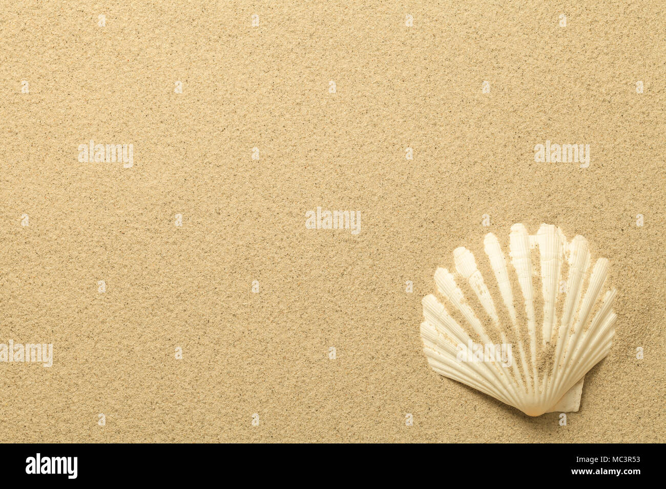 Summer, sand background with shell. Beach texture. Copy space. Top view ...