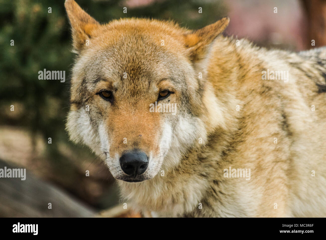 Grey Wolf, Canis Lupus Stock Photo - Alamy