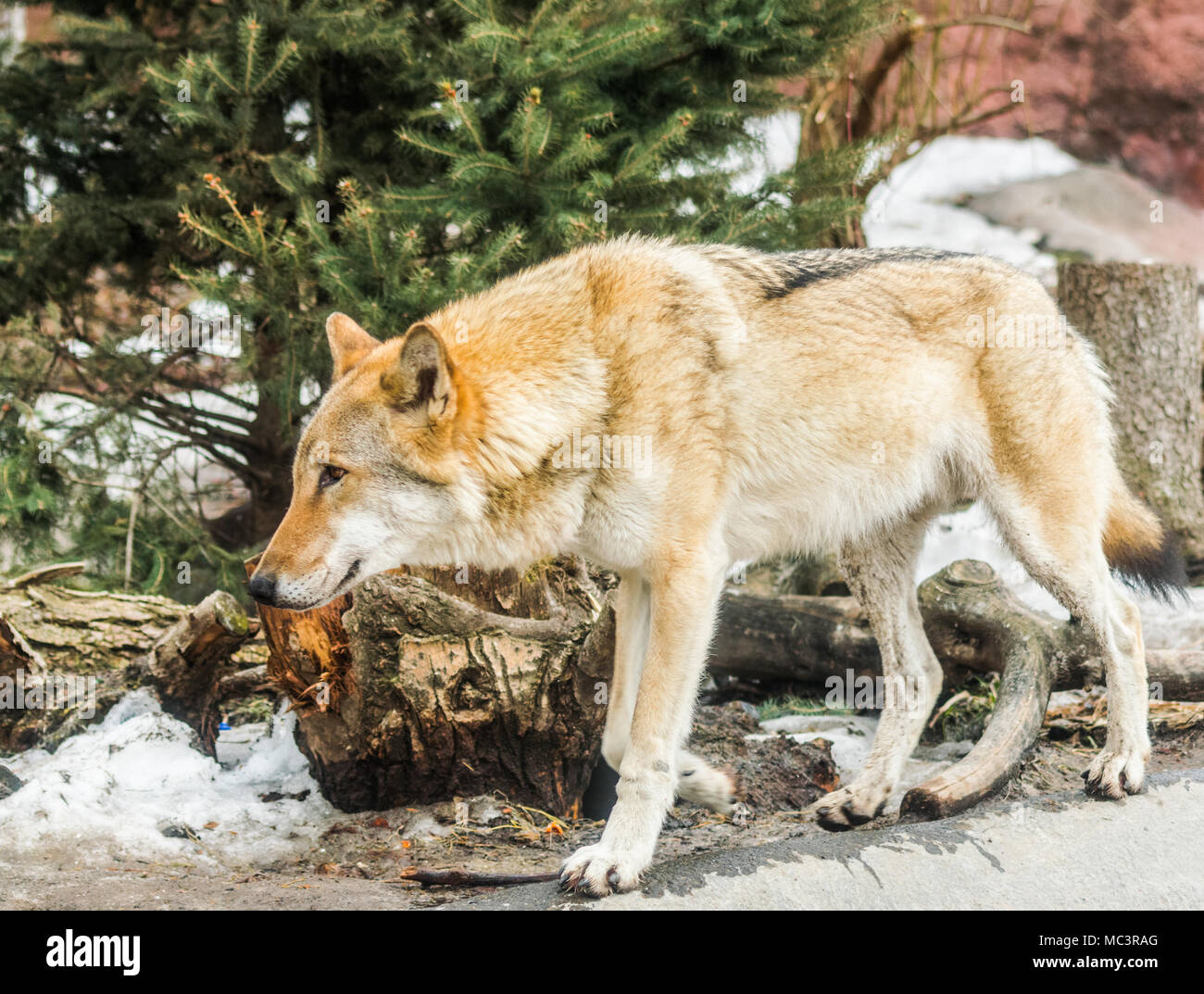 Grey Wolf, Canis Lupus Stock Photo - Alamy