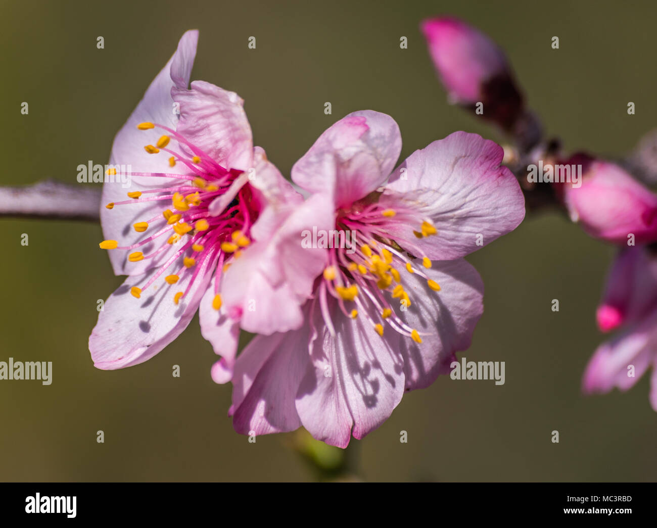 Almond flowers, Prunus dulcis, blooming with sun light Stock Photo - Alamy