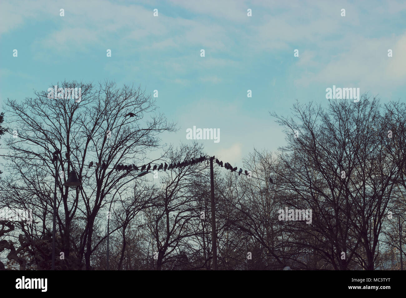 Sunset bird wire silhouette hi-res stock photography and images - Alamy