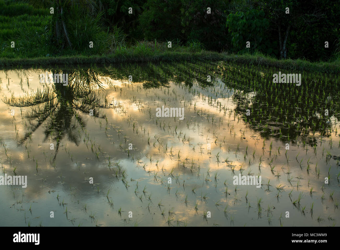 Fire on rice field hi-res stock photography and images - Alamy