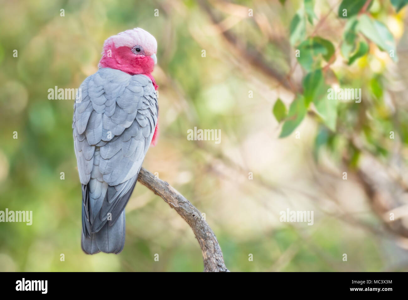 A Galah, a pink and grey coloured cockatoo, photographed in the forests ...