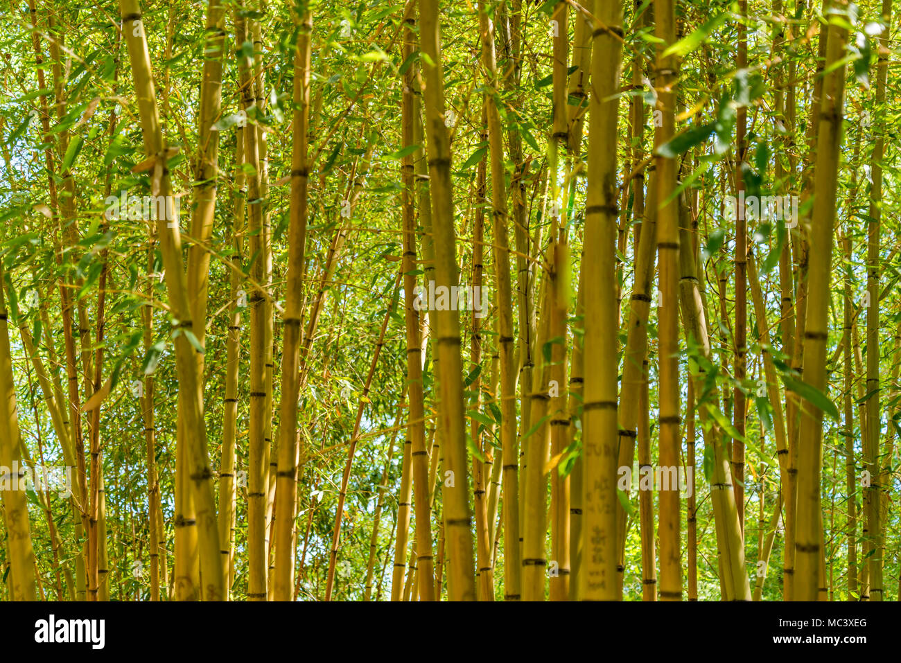 Bamboo green forest background bamboo stalks Stock Photo - Alamy