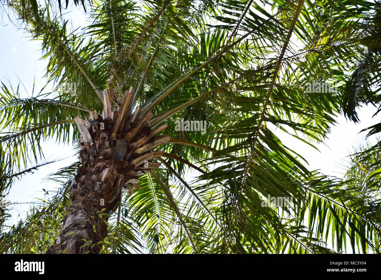 Under The Palm Trees Stock Photo - Alamy