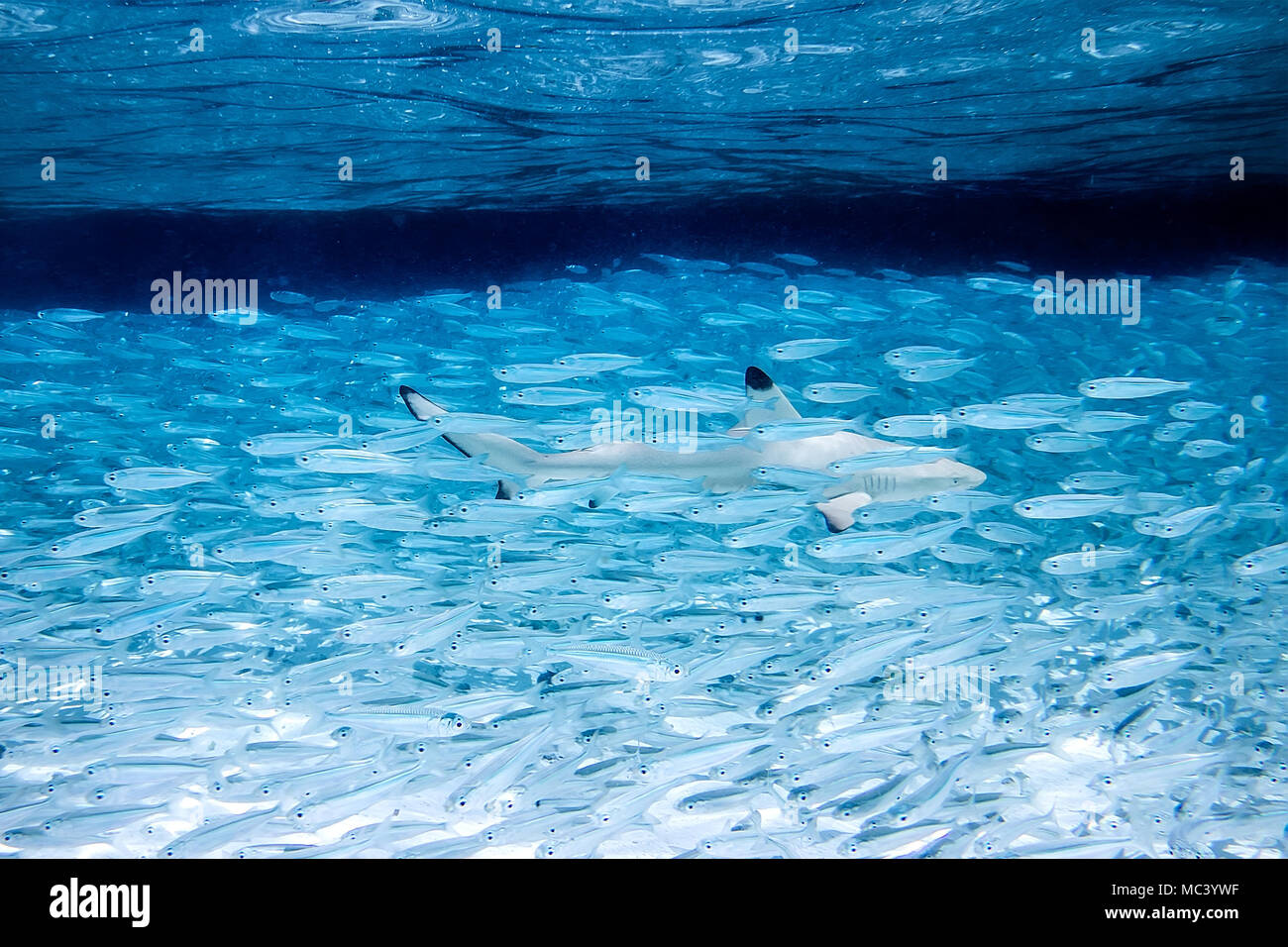 against the stream wildlife nature concept shark in fish swarm blue ...