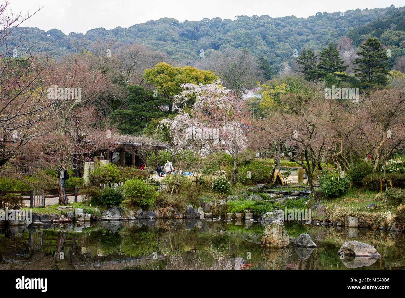 Beautiful sakura cherry blossoms during the hanami in Maruyama Park ...