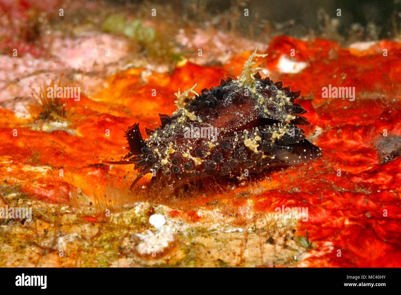 Mantle Of The Snail High Resolution Stock Photography and Images - Alamy