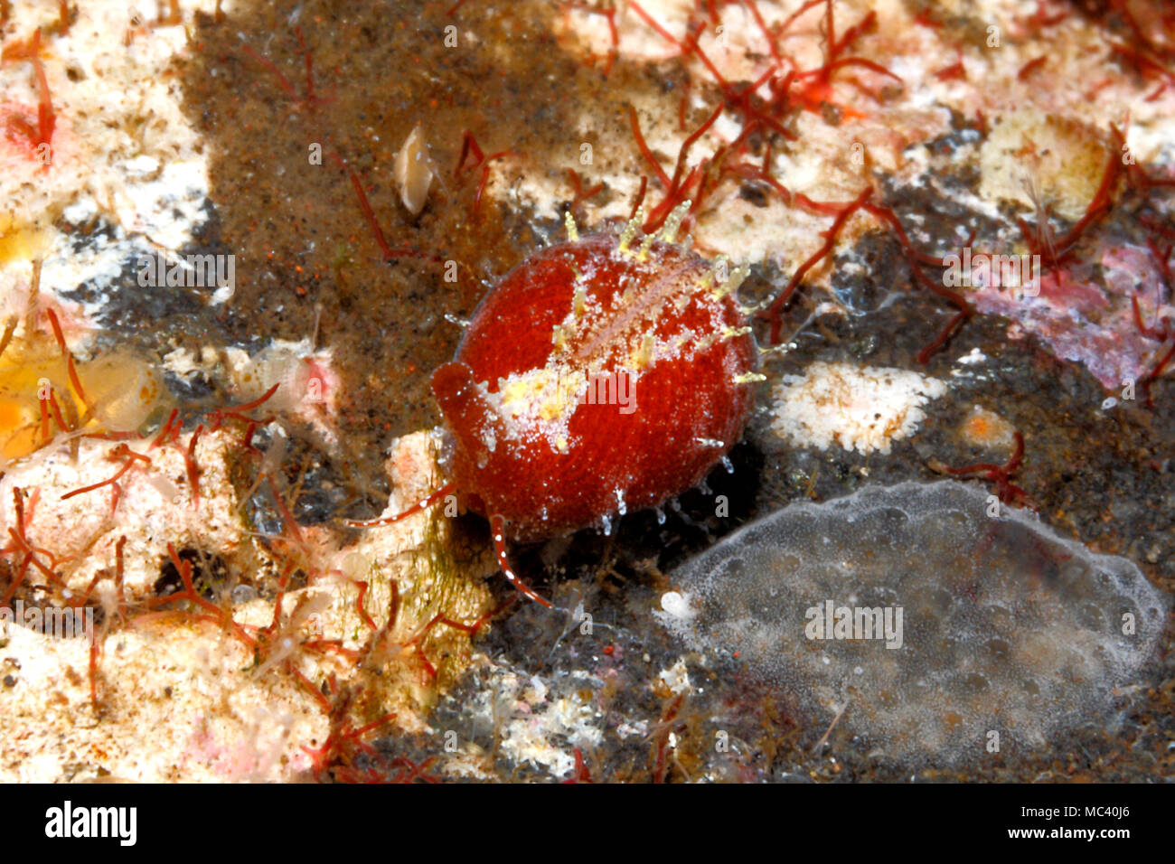 Trivia Shell showing mantle, syphon and eyes. Tulamben, Bali, Indonesia ...