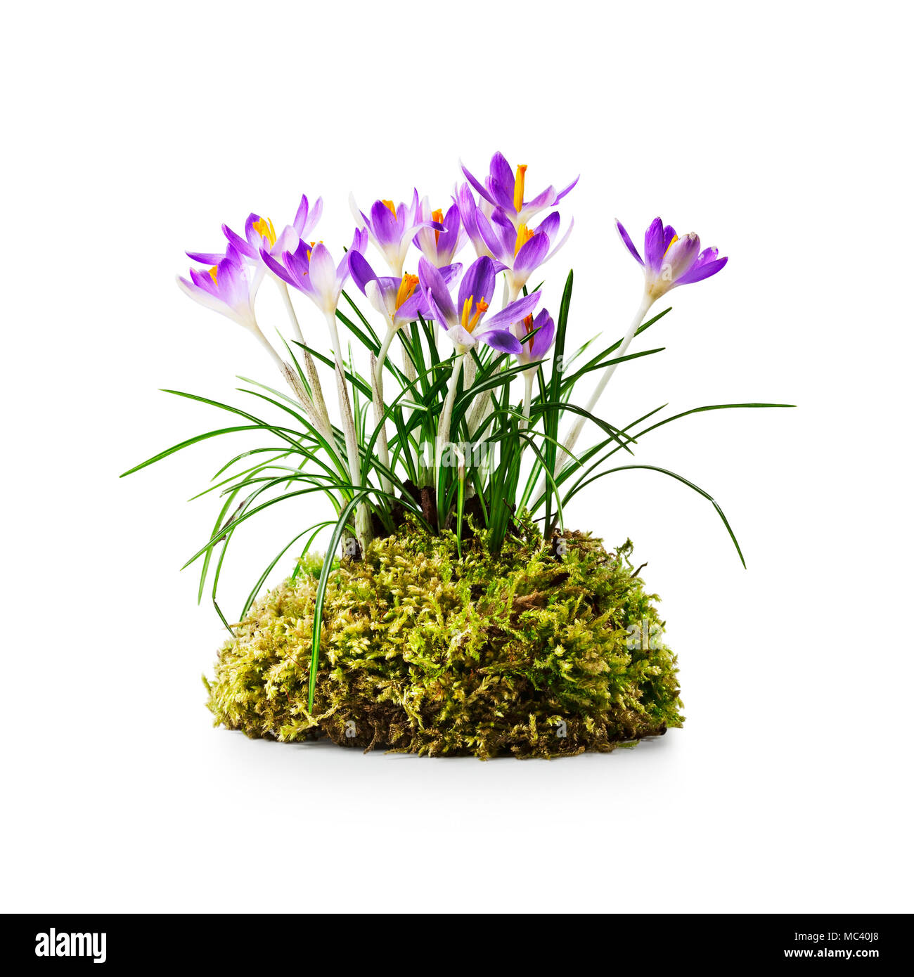 Crocus spring flowers. Floral arrangement with lilac crocuses and moss ...