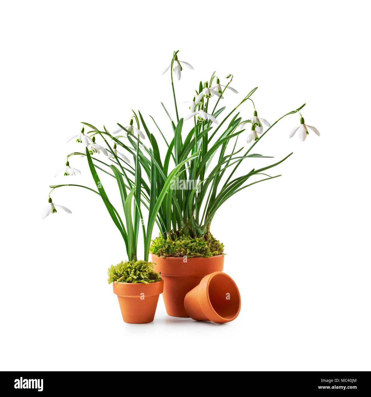 Snowdrops clay pot hi-res stock photography and images - Alamy