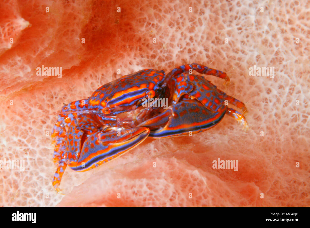 Barrel sponge commensal crab hi-res stock photography and images - Alamy