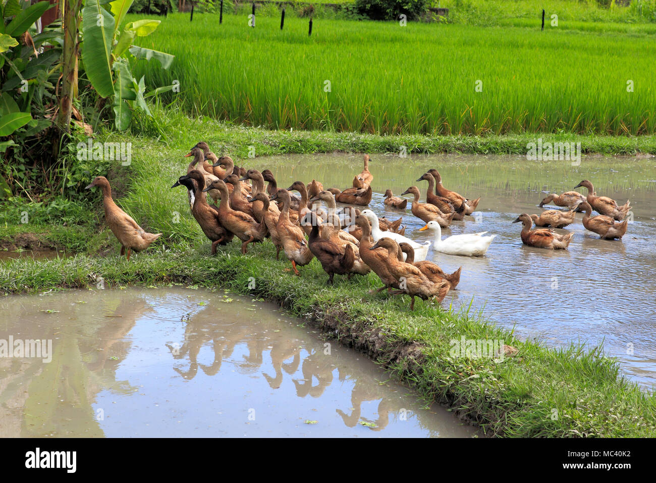 Ducks feeding in the Rice paddy, Ubud, Bali, Indonesia Stock Photo - Alamy