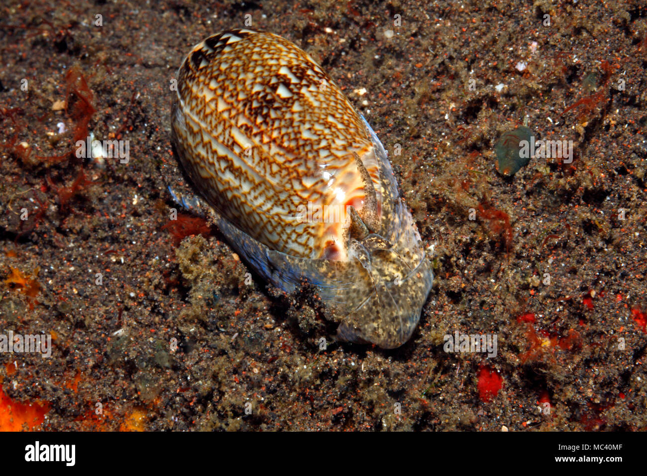 Oliva reticulata hi-res stock photography and images - Alamy