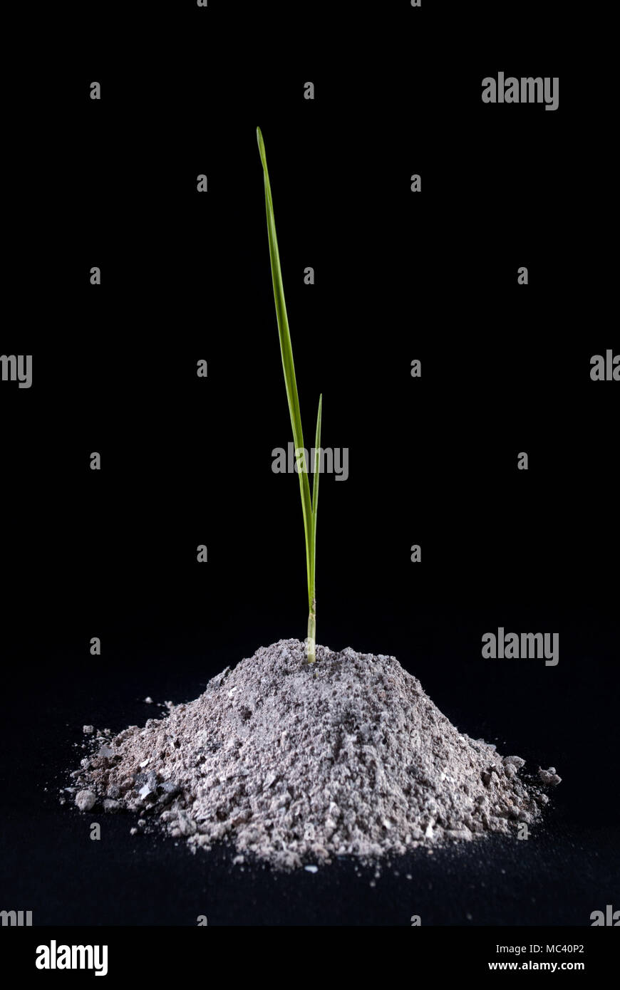 Green grass grows from ash isolated on black background Stock Photo - Alamy