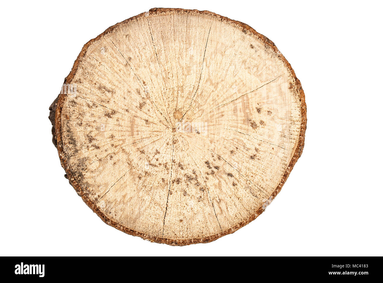 Cross section beech tree trunk hi-res stock photography and images - Alamy