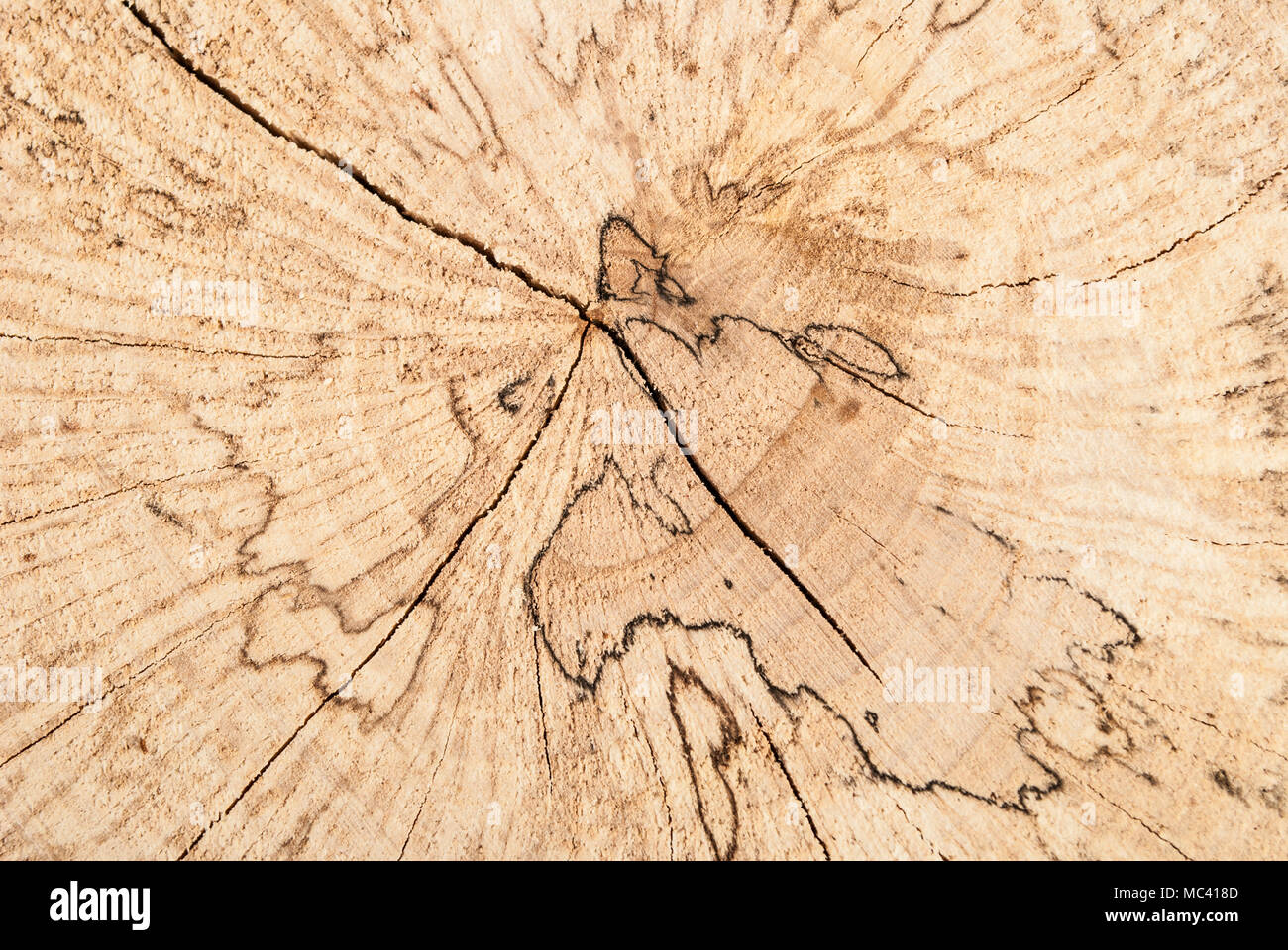 Close up beech tree stump round cut with rings isolated on white ...