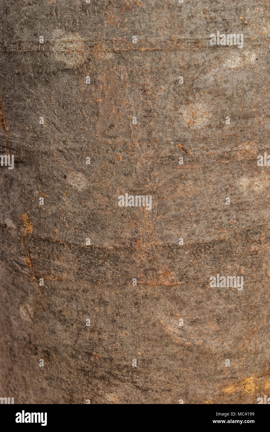 Beech tree bark hi-res stock photography and images - Alamy