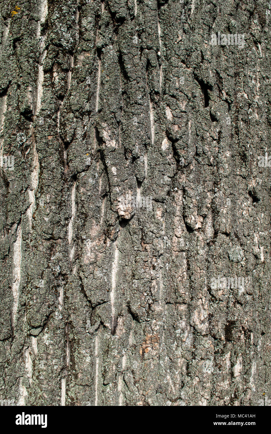 Texture of poplar bark wood on daylight in nature with grooves Stock ...
