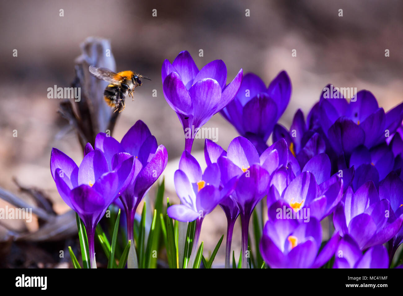 Bee flying over bed hi-res stock photography and images - Alamy