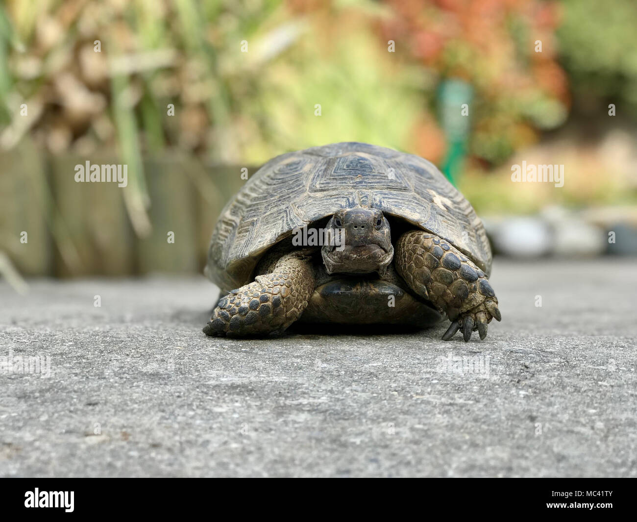 Big Turtle in the Garden. Natural Life Stock Photo - Alamy